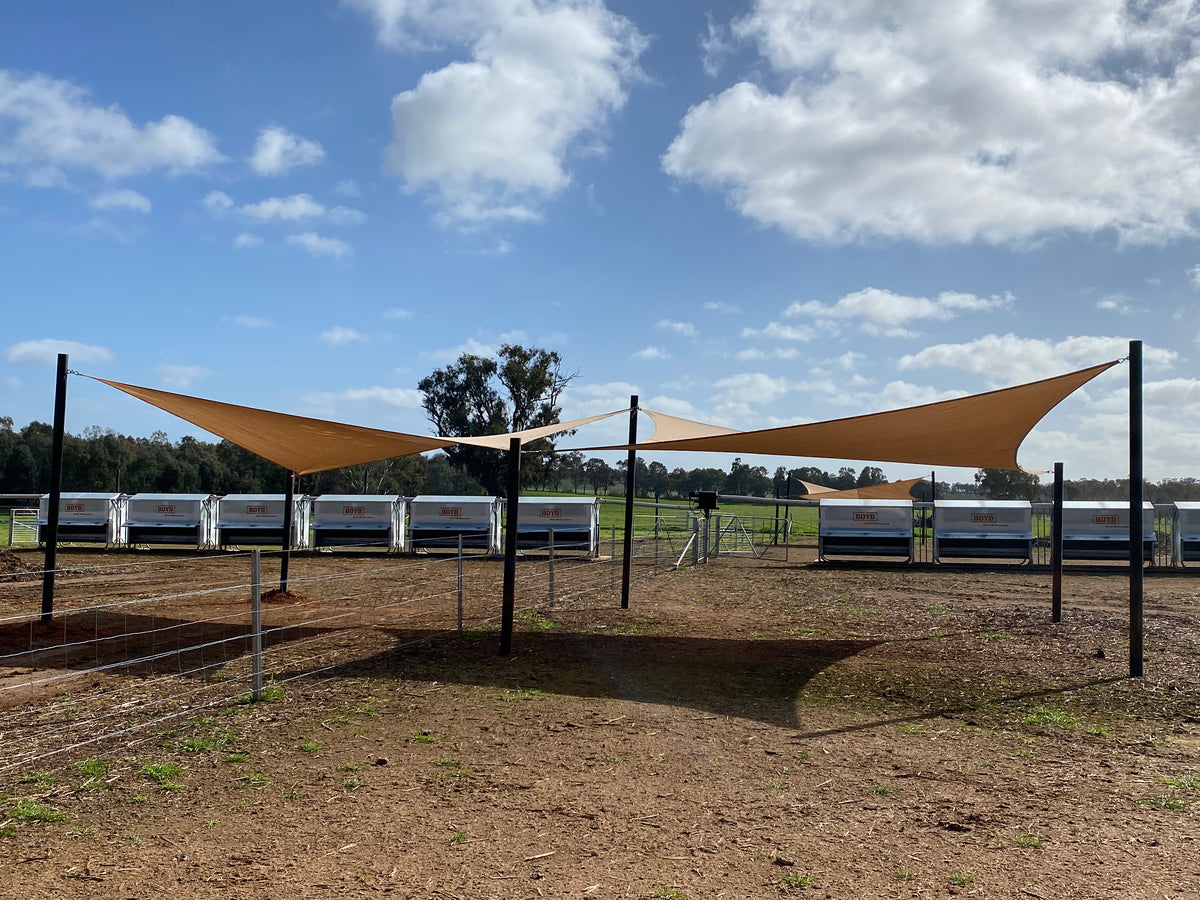 Design Talk: tips for building a sheep feedlot – AMC