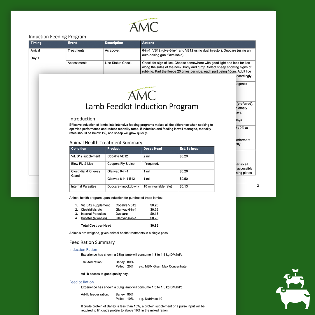 Sheep Induction Procedure | Operations | Agricultural MC – AMC