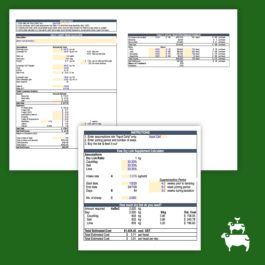 Sheep Supplement Feeding and Trading – AMC